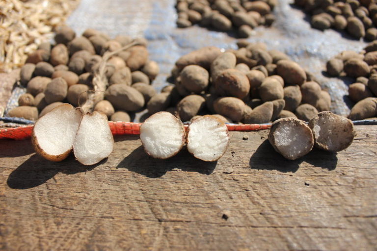 Progress made in conserving Zambia's famous edible Orchid - Africa Feeds