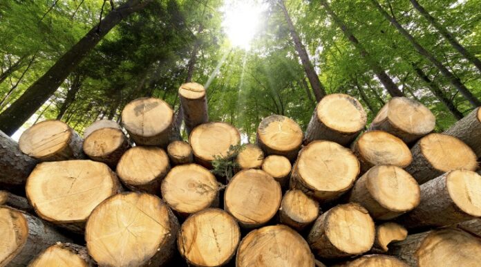Kenya’s decision to lift six -year ban on logging criticised - Africa Feeds